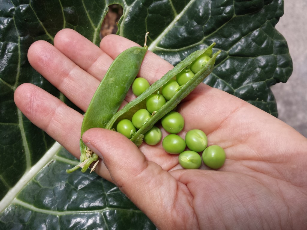 Alderman peas – Change-Making.com