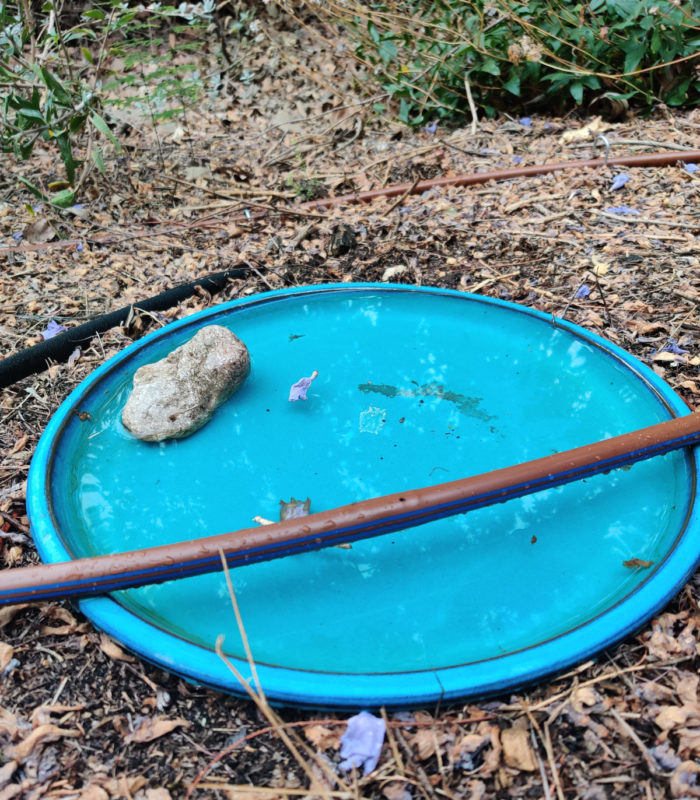 Water for the birds – Change-Making.com